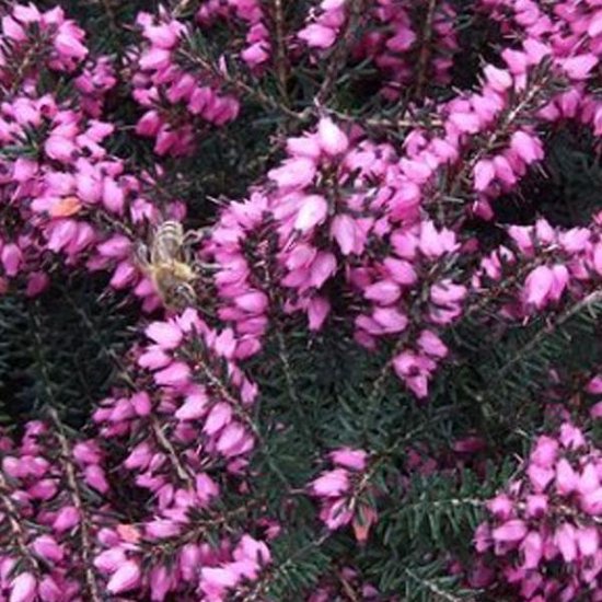 Erica darleyensis Rood - Winterheide|dopheide 12-15 cm in pot | bol.com