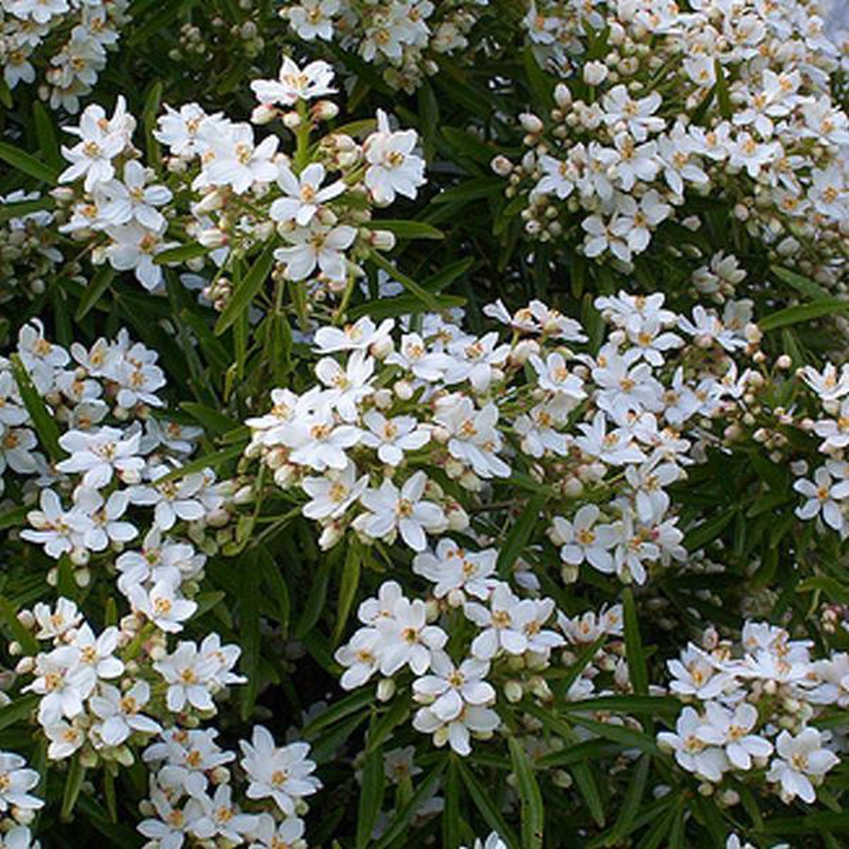 Choisya 'Aztec Pearl' - Choisya 30-40 cm in pot -Een Geurig en Elegant ...