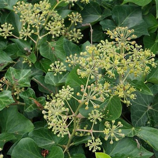 Hedera Helix - Klimop - 60-80 cm in pot: Veelzijdige groenblijvende ...