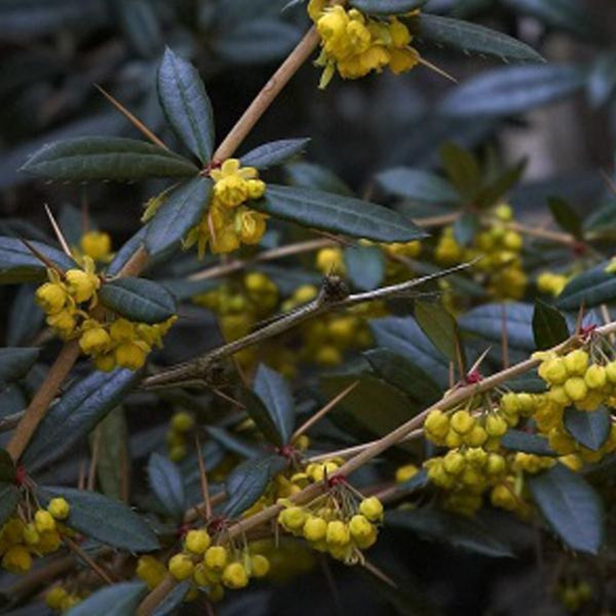 Berberis Julianae - Zuurbes 30 - 40 cm in pot | bol.com
