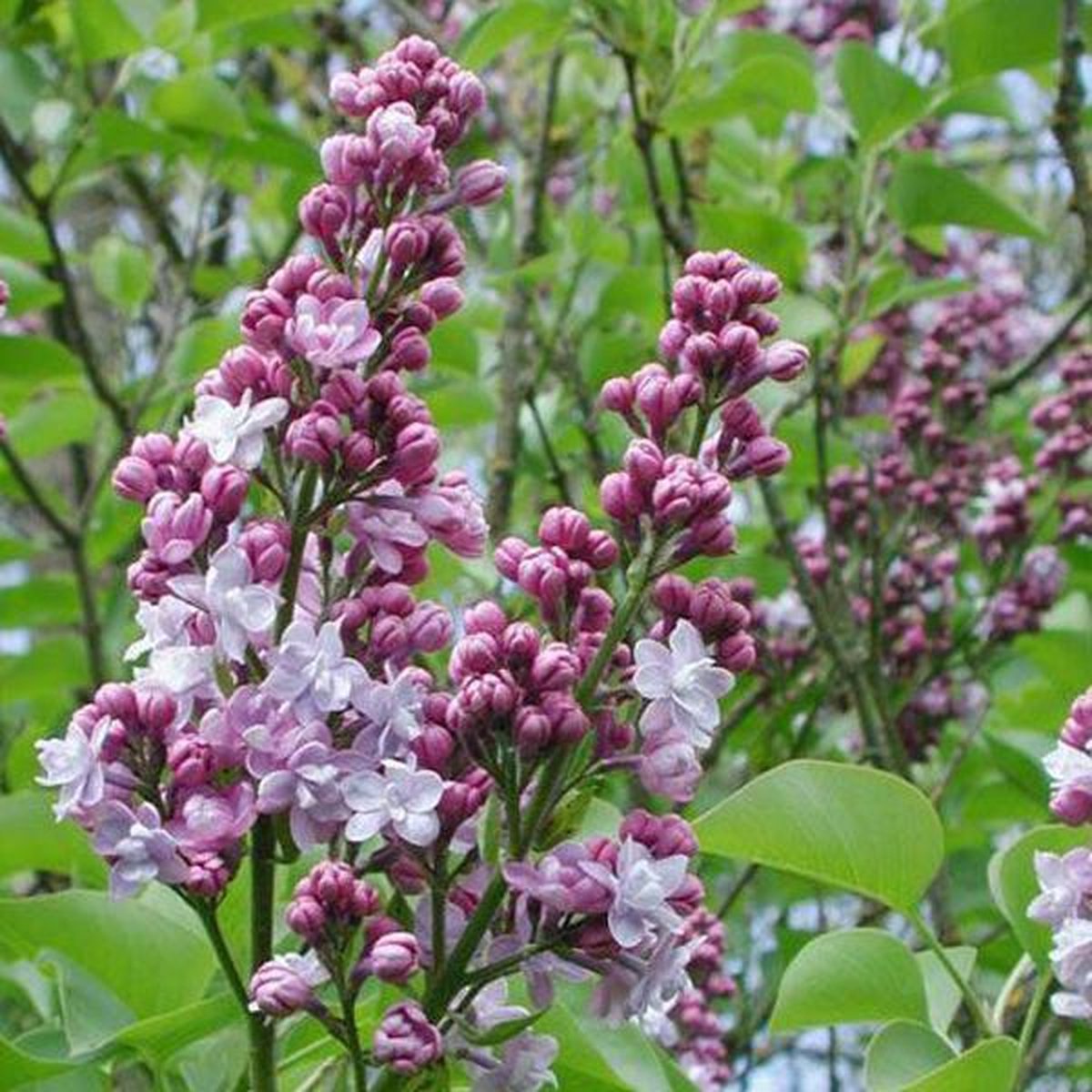 SYRINGA VULGARIS 'MICHEL BUCHNER' - Sering 40-60 cm in pot | bol.com