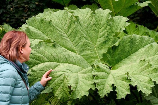 Gunnera manicata; Totale hoogte ±40cm incl. Ø 18cm pot | Mammoetblad ...