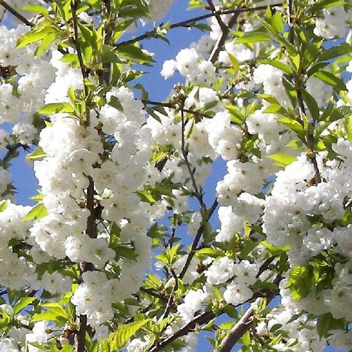 Prunus Avium 'Plena' - Merisier fleurs doubles - Arbre Tige 6-8 cm ...