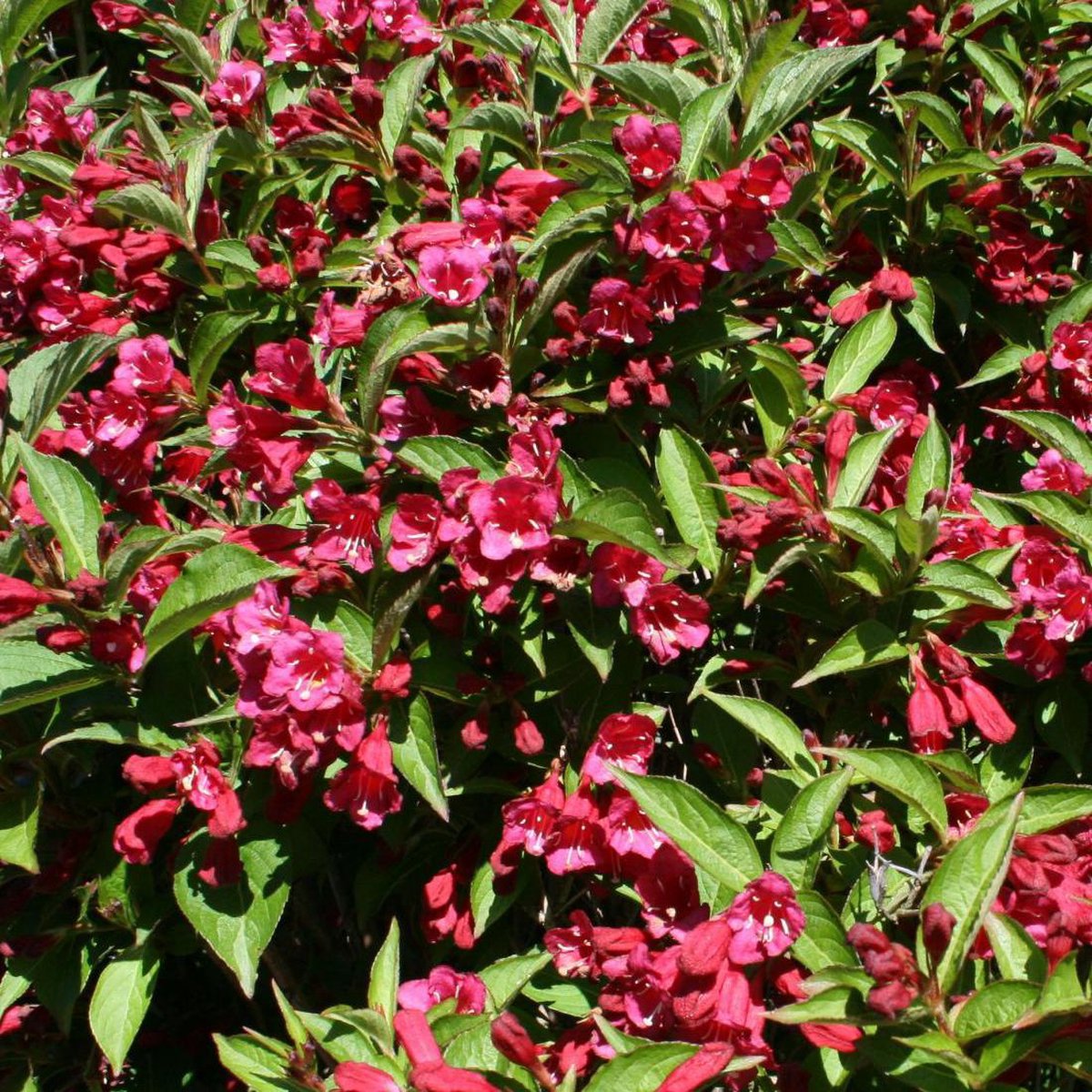 Weigela 'Eva Rathke' - Weigelia 50-60 cm in pot | bol