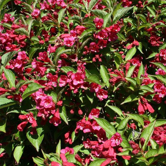 Weigela 'Eva Rathke' - Weigelia, 50-60 cm in pot: Donkerrode bloemen en ...