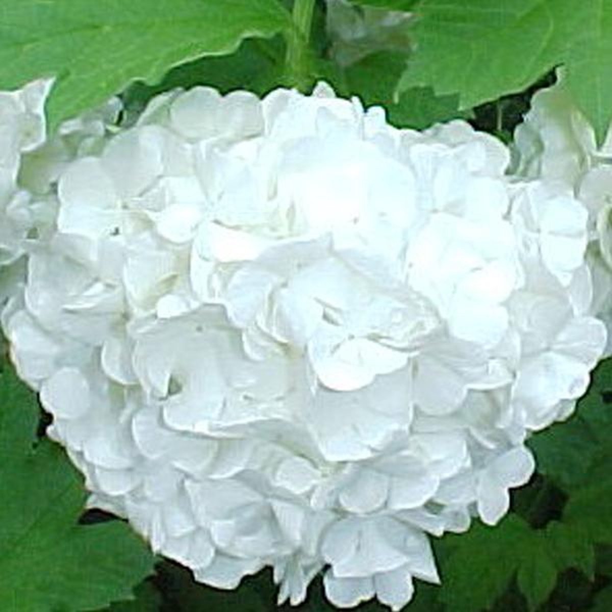 Viburnum Opulus 'Roseum' - Gelderse roos 40-60 cm pot | bol.com