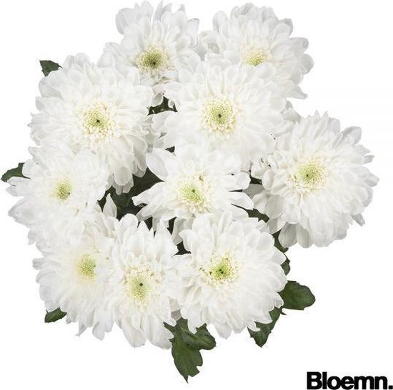Chrysant | bol