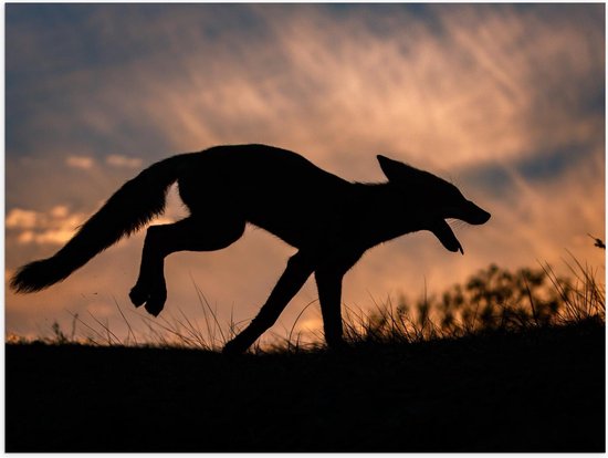 Poster – Rennende Vos door de Natuur - 40x30cm Foto op Posterpapier | bol
