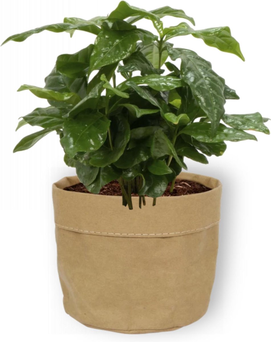 Plante d'intérieur Coffea Arabica – Caféier - ± cm de haut – 12 cm de ...