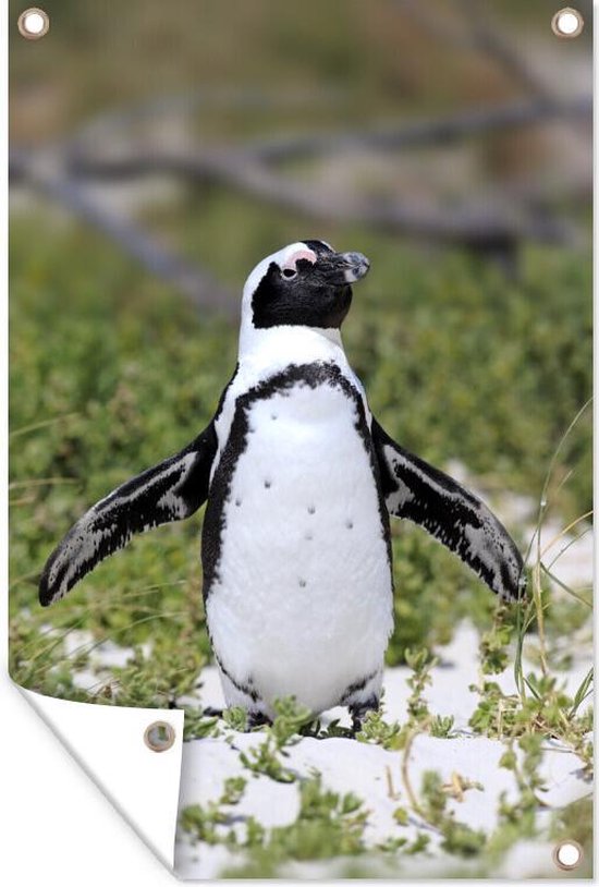 Un pingouin à pieds noirs parmi les plantes vertes Poster de jardin ...
