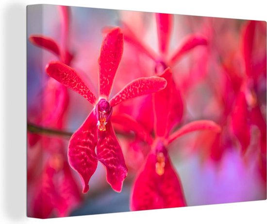 Canvas Schilderijen - Rode orchidee in de zomer - 150x100 cm ...