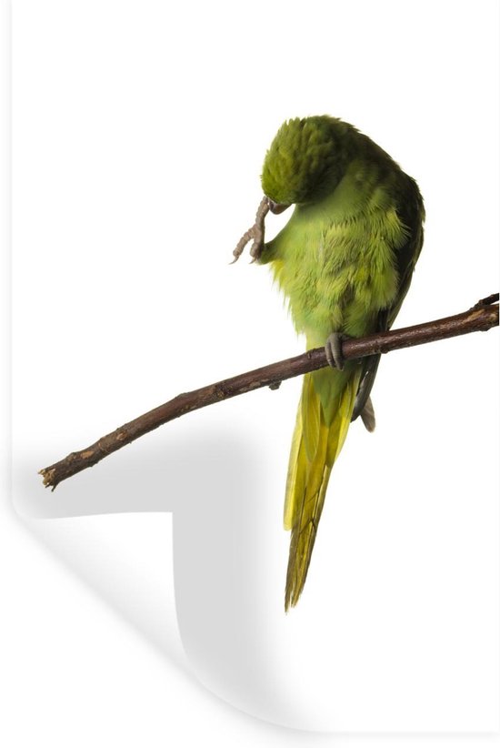Muurstickers - Groene parkiet op een tak voor een witte achtergrond ...