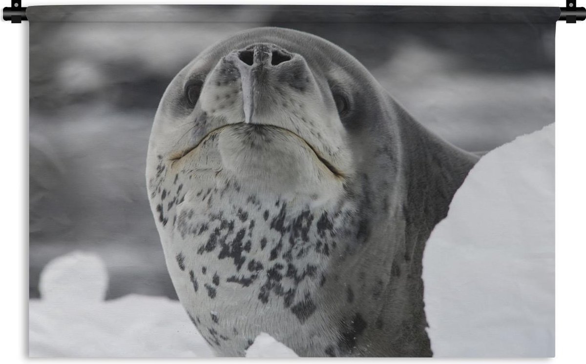 Wandkleed Zeedieren - Portret van een zeeluipaard in de sneeuw ...