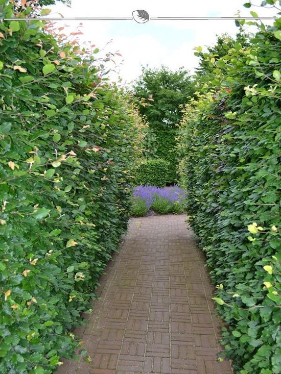 Groene Beuk Fagus sylvatica 175-200 cm Blote wortel, 350x Haagplant | bol