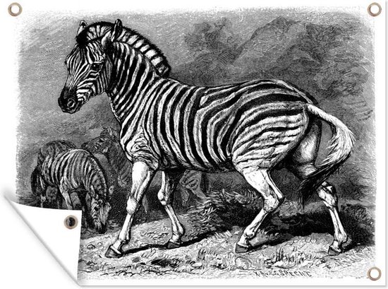 Illustration ancienne d'un poster de jardin Quagga 160x120 cm - Toile ...