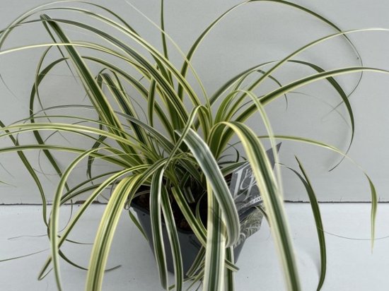 Carex 'Feather Falls' - 2 liter pot | bol