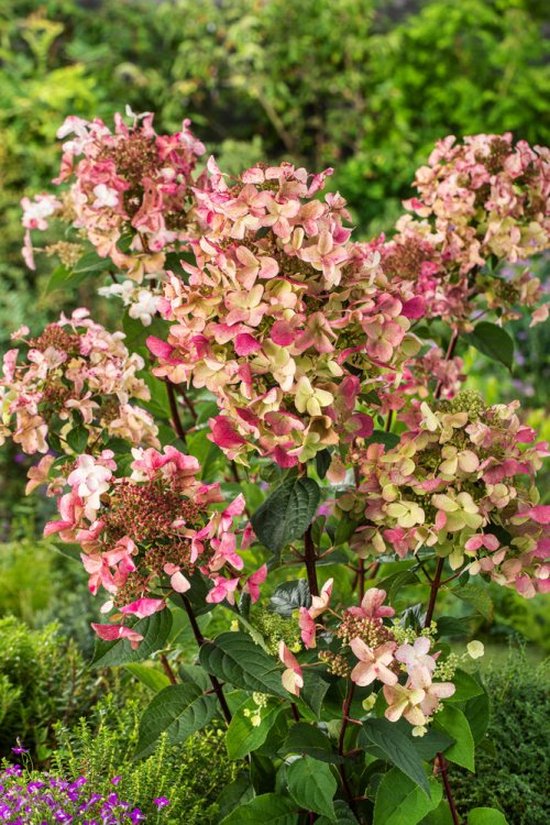 Hydrangea paniculata 'Wim's Red' C4 30_40_CM | bol.com