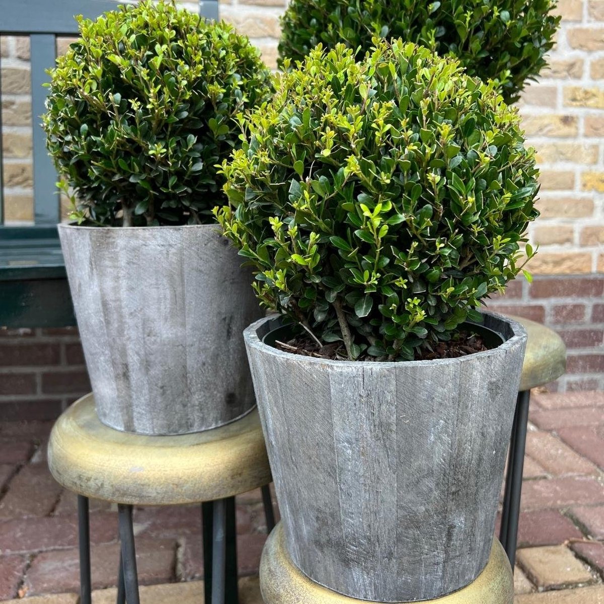 Plants by Frank | echte hulstplant in bolvorm | 2x Ilex crenata 'Jenny ...