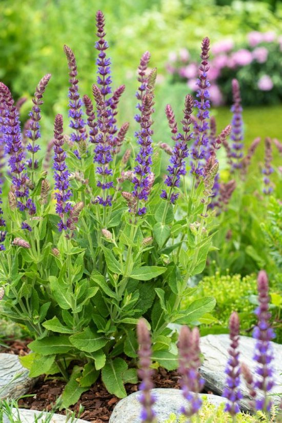 Plants Online - Tuinplanten - Vaste planten - Set van 10 - Salvia ...