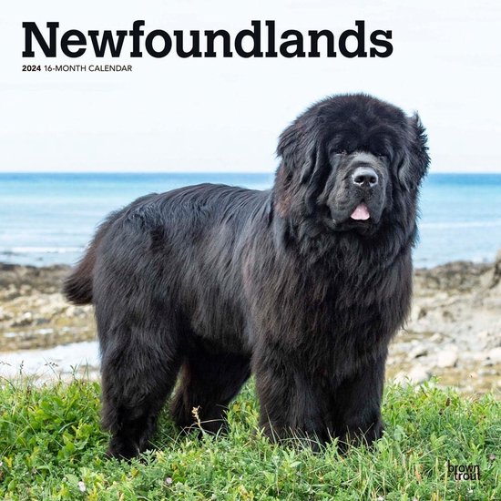 Newfoundlander Kalender 2024 | bol