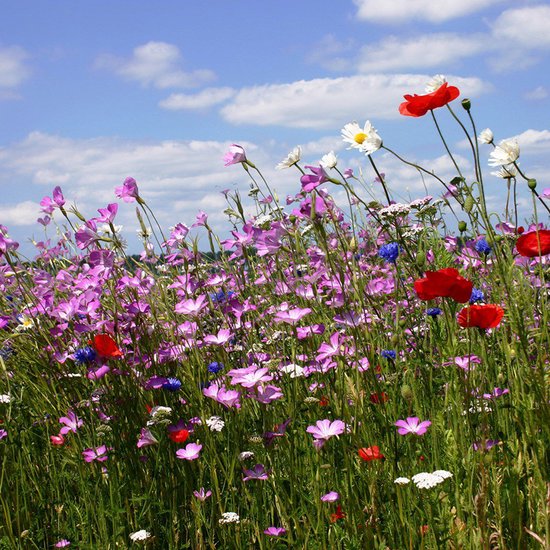Buiten Bebouwde Kom - Veldbloemen Zaden Wilde Bloemen - 50 gram - 32 ...
