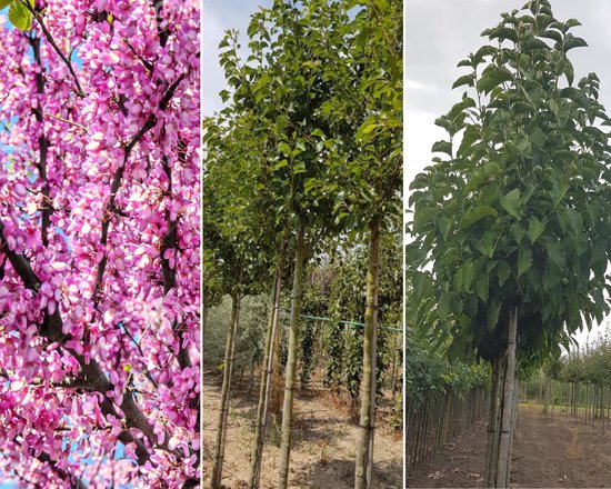 Sierbomen - 3 stuks | Omtrek: 6-10 cm | Hoogte: 250 cm | bol