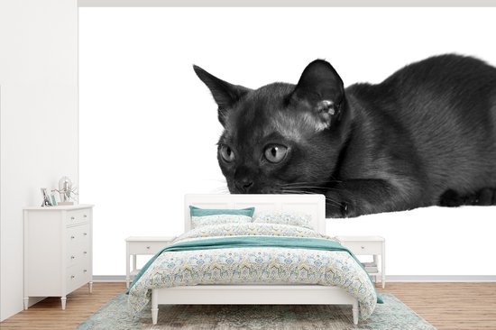 Behang - Fotobehang Schattige 10 weken oude Burmese kat - zwart wit ...