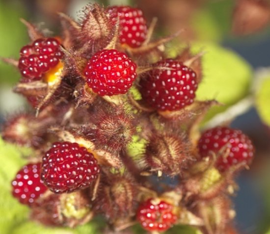 Japanse Wijnbes Rubus Phoenicolasius 75 cm klimplant | bol.com