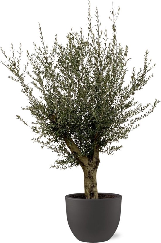 Olijfboom Olea Europaea Lorc XXL inclusief pot Eggy antraciet - 225 cm ...