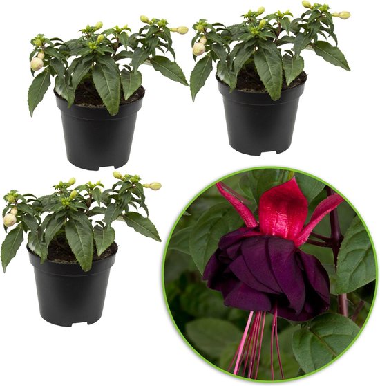 3x Fuchsia 'Rohees New Millenium' - Bellenplant rood paars - 3 stuks -↑ ...