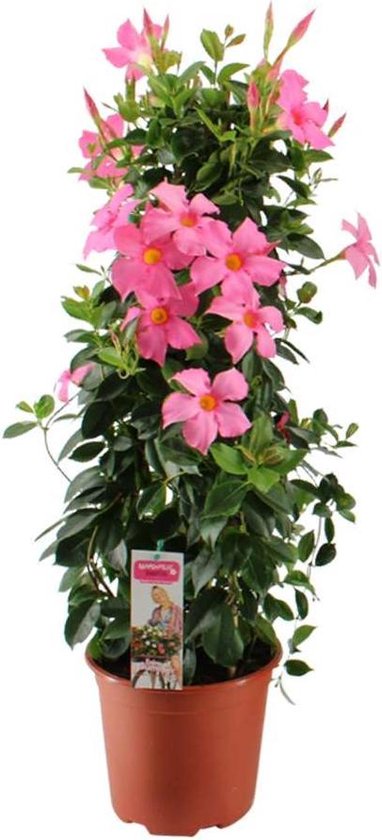 Choice of Green - Mandevilla Diamantina Opale Fuchsia - Dipladenia ...