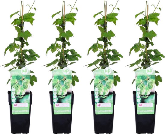 Kruidenplant – Hop (Humulus lupulus) – Hoogte: 65 cm – van Botanicly | bol