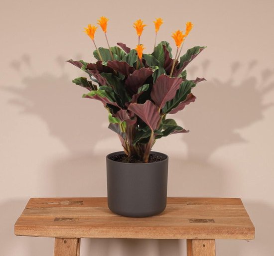 Hello Plants Calathea Crocata Tassmania - Ø 14 cm - Hoogte: 40 cm ...