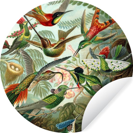 WallCircle - Muurstickers - Behangcirkel - Trochilidae - Ernst Haeckel - Vogel -... | bol