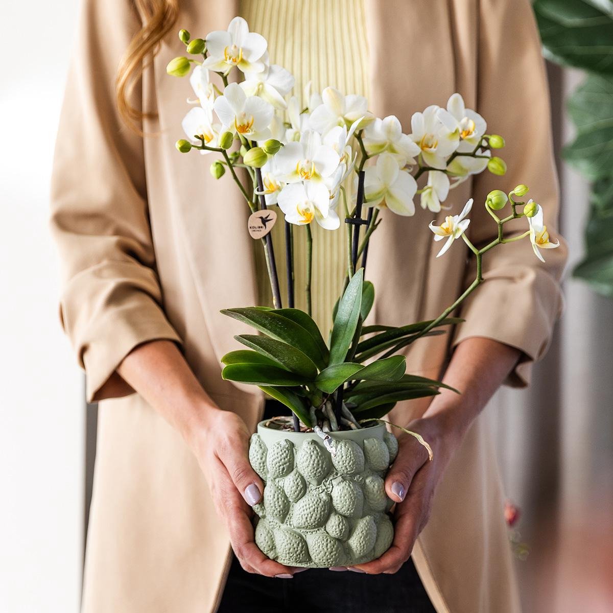 Kolibri Orchids | gele Phalaenopsis orchidee – Mexico + Citrus sierpot ...