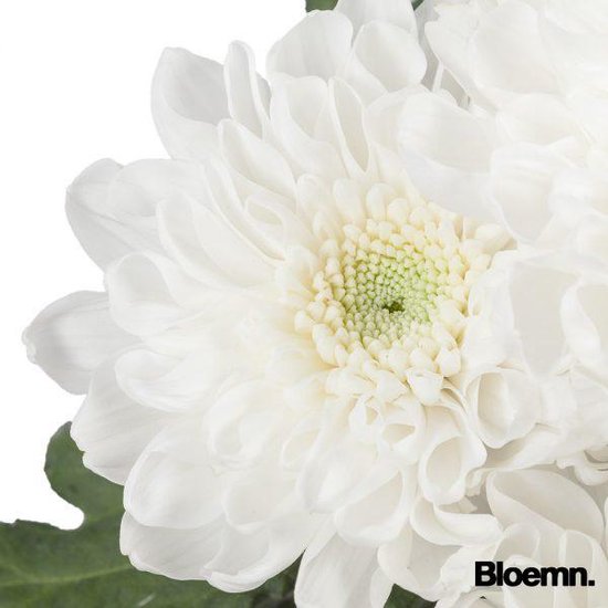 Chrysant | bol