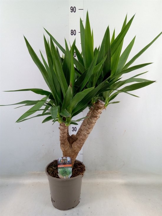 Yucca - Hoogte 70cm - Potmaat 19cm | bol