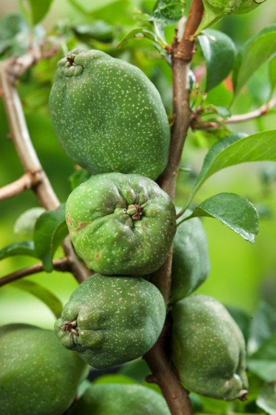 Plants Online - Tuinplanten - Heesters - Set van 1 - Chaenomeles ...