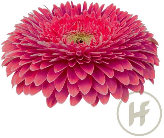 50x Gerbera gerponi big sija 40cm | bol