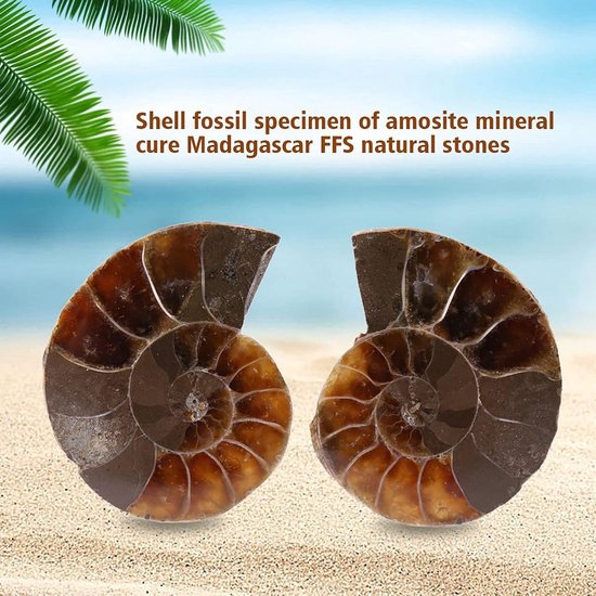 Ammoniet Fossiel Specimen Schelp Stenen en Mineralen met Oude ...
