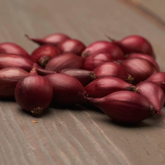 Dutch Bulbs Uit plant - Uibollen - Red Baron - Bloembollen - 500 gram ...