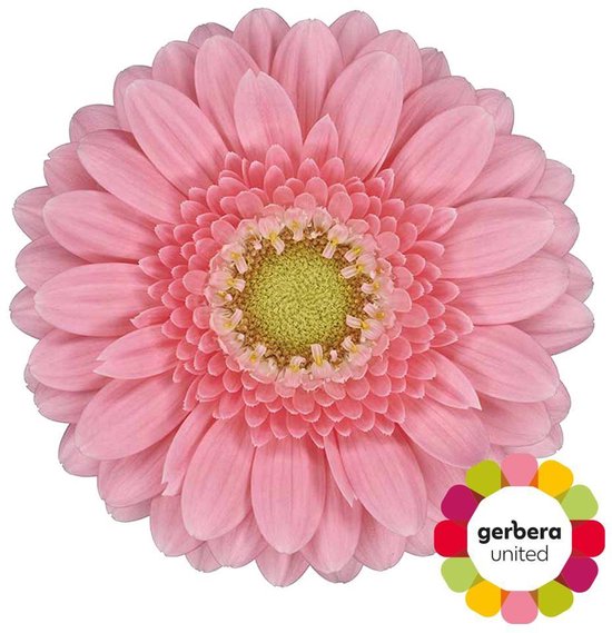 20x Germini juna 70cm | bol