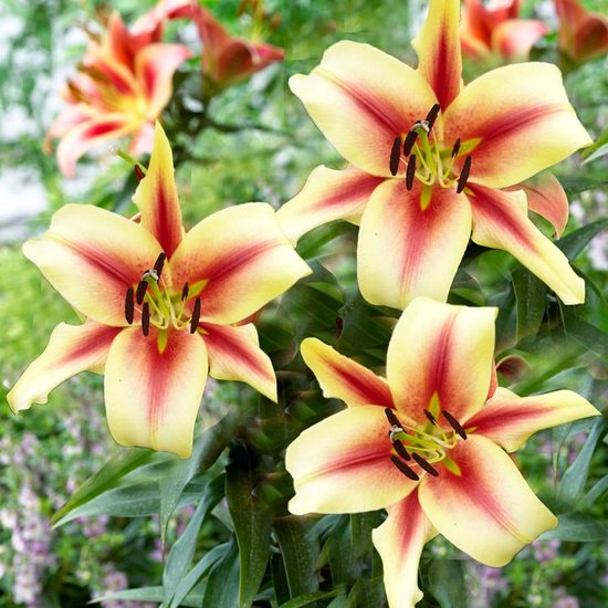Dutch Bulbs Lelie - Lilium - Lavon - Bloembollen - 3 stuks - Roze ...