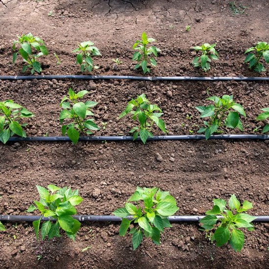 Watermil Drip Systeem Druppelslang Druppelbuis Zwarte Druppelleiding ...