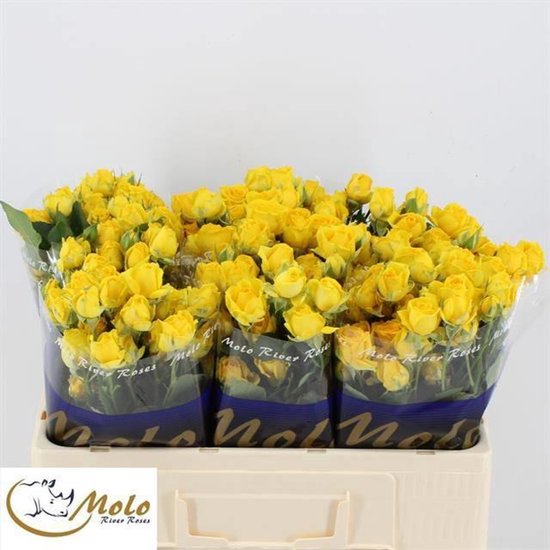 10x Rosa tarantella 50cm | bol