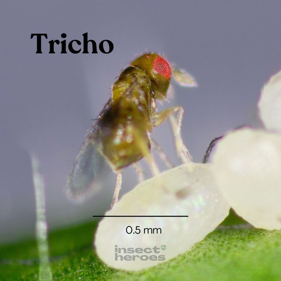 Meelmotten bestrijden | Combideal | 6000 Trichogramma | 1 lokstofbuis ...