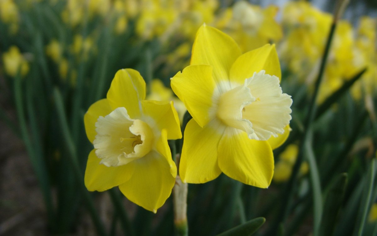 Narcis Pipit | bol.com