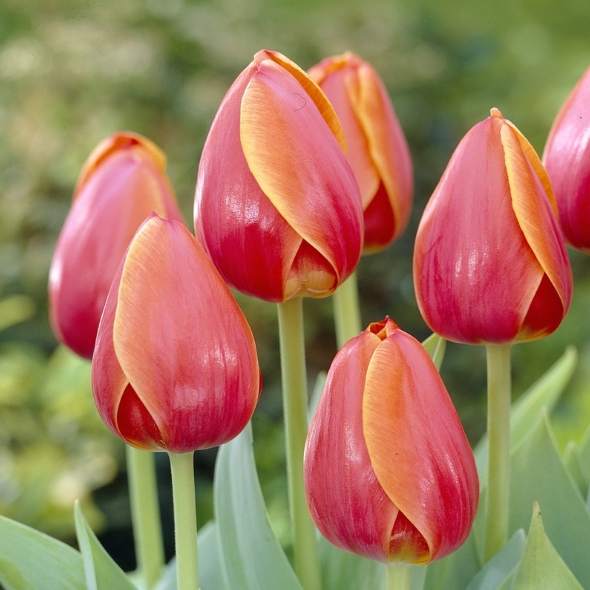 Tulp Ad Rem - 20 Tulpen - Tulipa - Voorjaarsbloeiers - Bollen ...