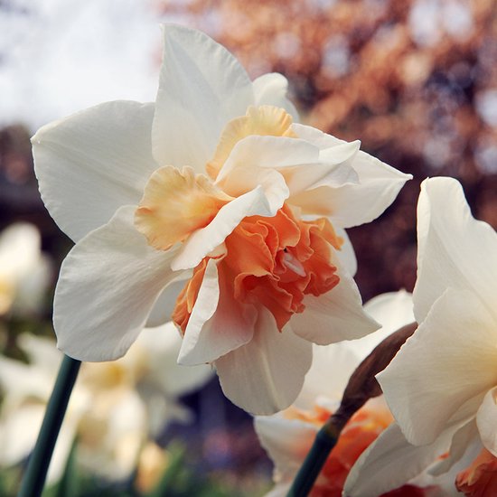 Narcis Replete | bol.com