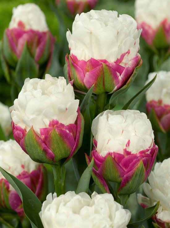 20x Tulpen 'Ice cream' - BULBi® bloembollen en planten met ...